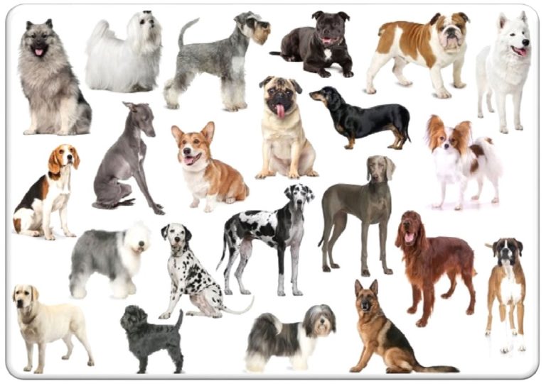 LA DIFFERENZIAZIONE DELLE DIVERSE RAZZE DI CANI - Animali in casa