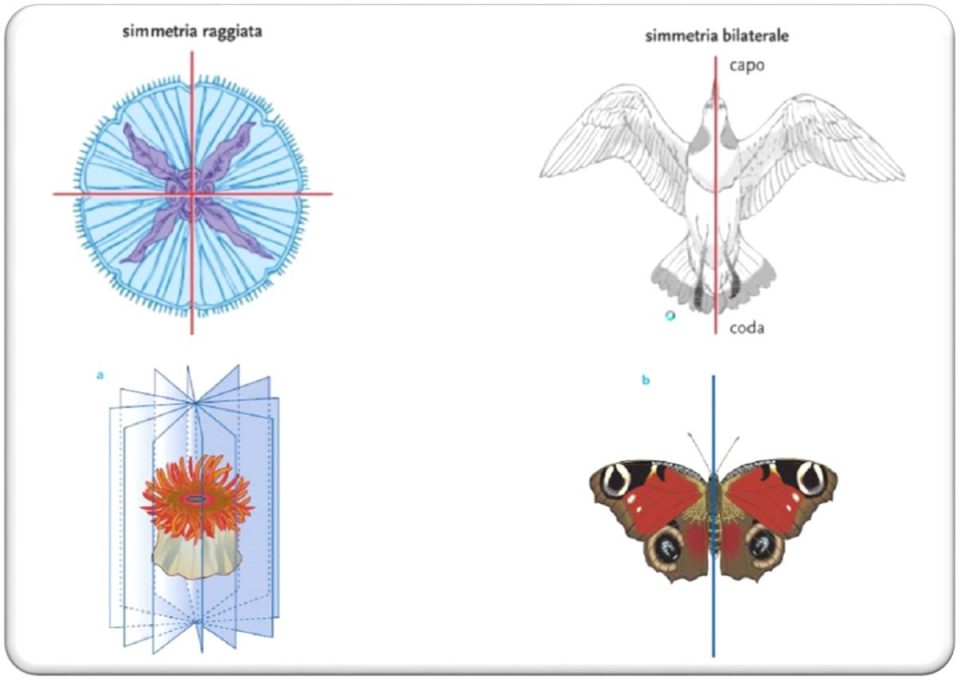 LA SIMMETRIA DEL CORPO DEGLI ANIMALI - Animali in casa