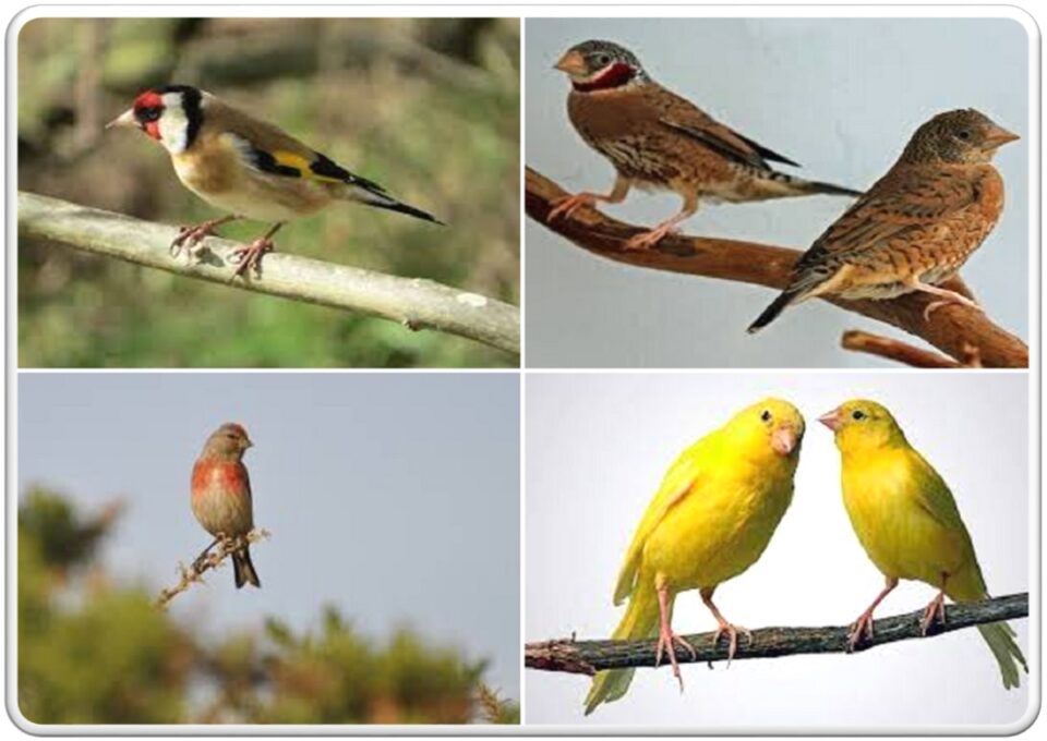 I PASSERIFORMI TENUTI IN CATTIVITÀ - Animali in casa