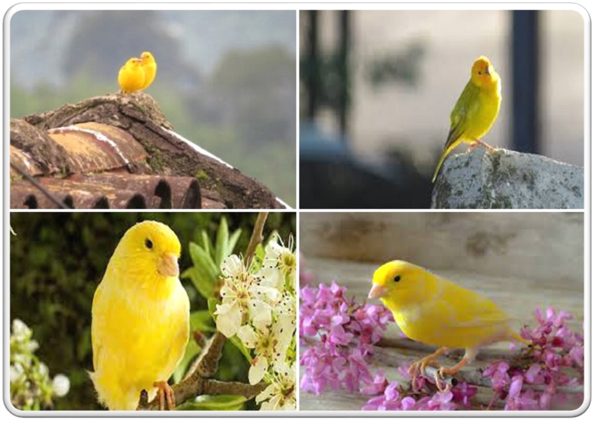 LA STORIA DEI CANARINI - Animali in casa