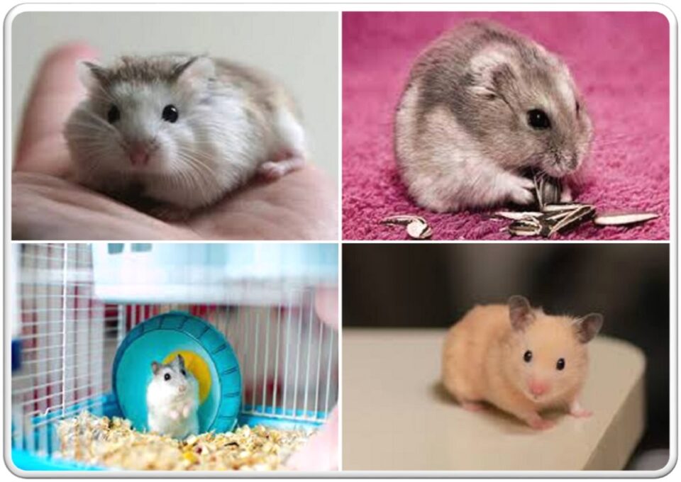 LE RAZZE DOMESTICHE DEI CRICETI - Animali in casa