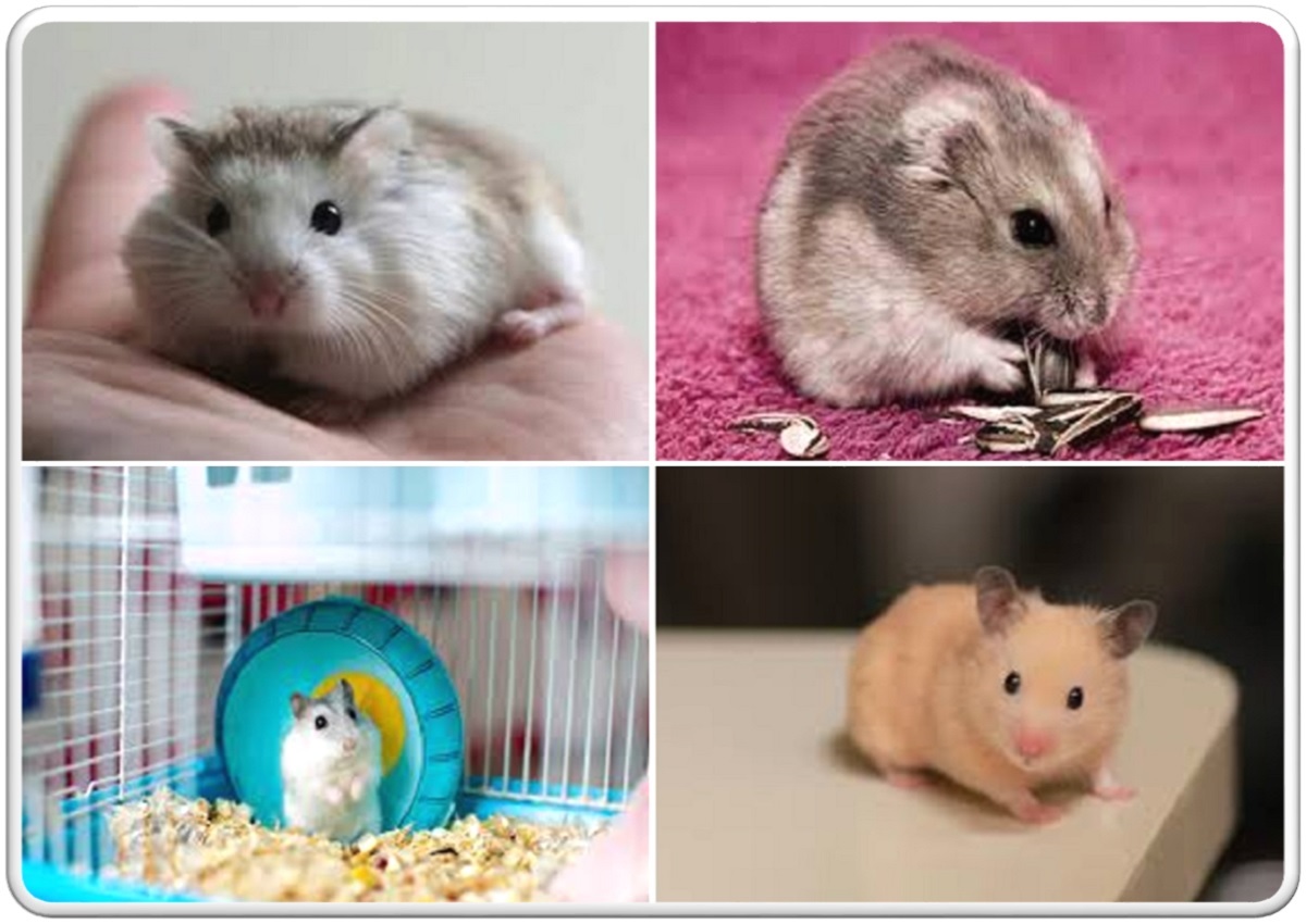 LE RAZZE DOMESTICHE DEI CRICETI - Animali in casa