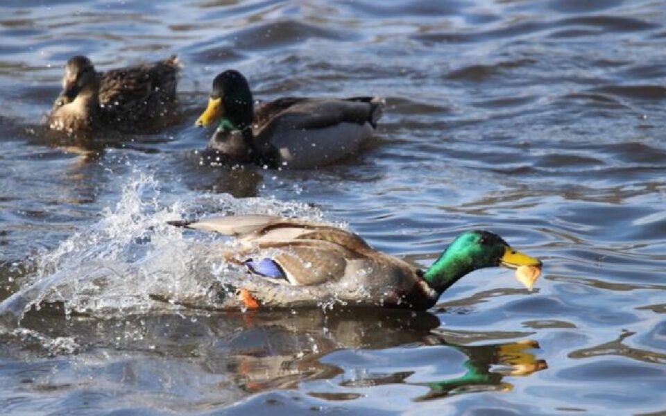 LA DESCRIZIONE DELL’ANATRA - Animali in casa