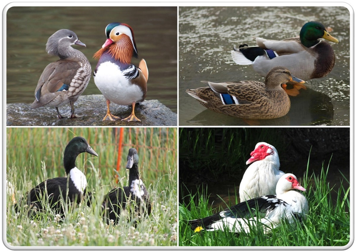 LA DESCRIZIONE DELL’ANATRA - Animali in casa