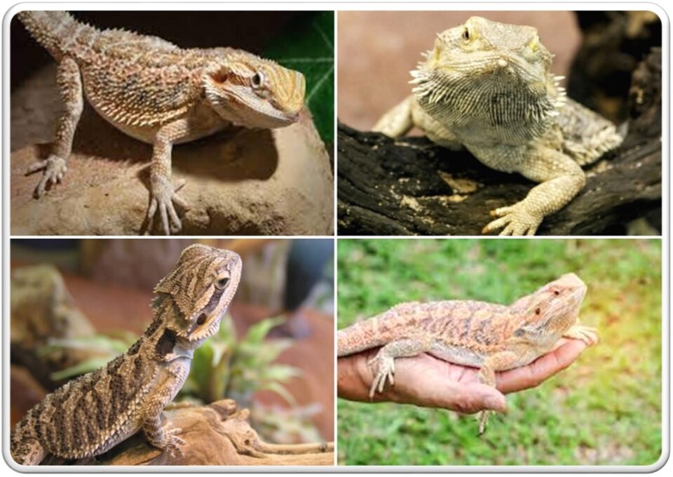 LE CARATTERISTICHE PRINCIPALI DEL DRAGO BARBUTO - Animali in casa