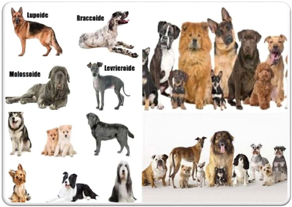 LA TIPOLOGIA DI CANI DEI CANI IN BASE ALLA MORFOLOGIA - Animali in casa