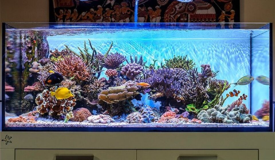 I PESCI DI ACQUA SALATA DA TENERE IN CASA - Animali in casa